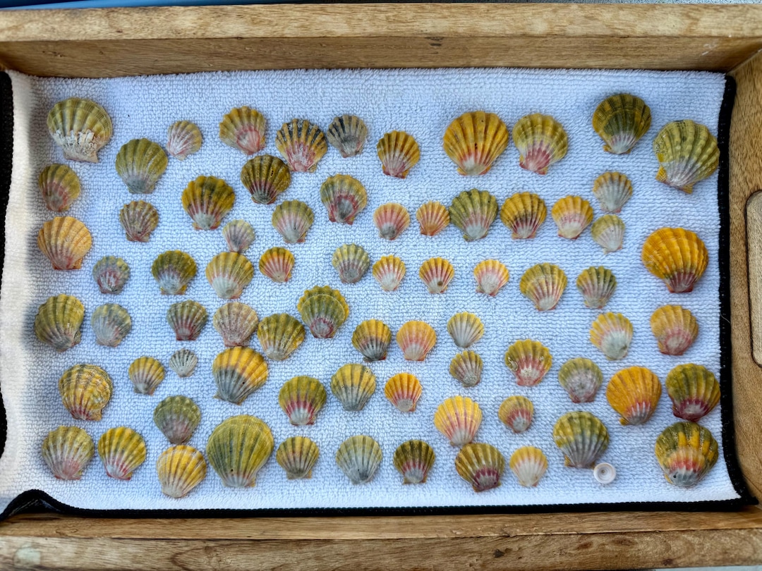 1 Beautiful Sunrise Shell of Your Choice to Create Your Next Amazing ...
