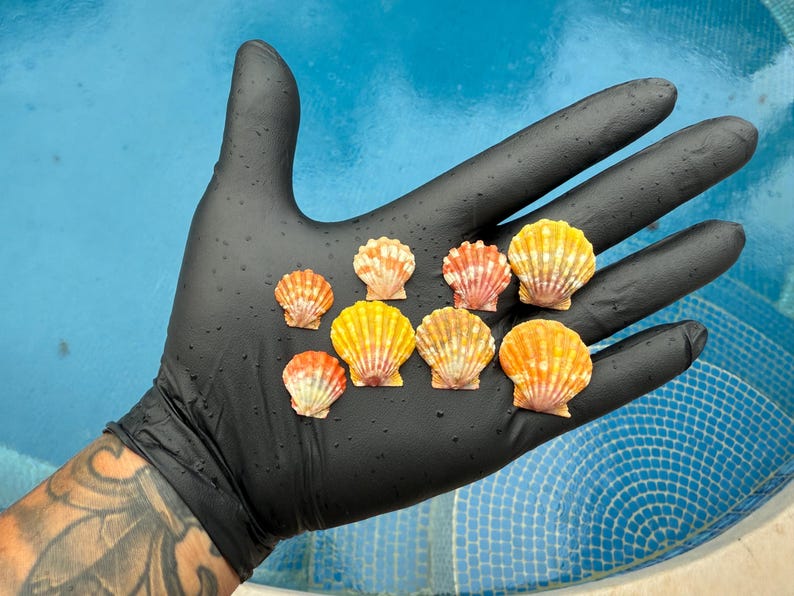 Beautiful “red Orange or Pink” Sunrise Shell of Your Choice 1 Rare ...