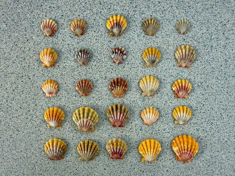 Beautiful Sunrise Shell of Your Choice 1 Rare Hawaiian Authentic ...