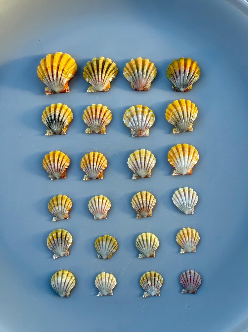 Amazing Sunrise Shell of Your Choice 1 Beautiful Rare Hawaiian ...