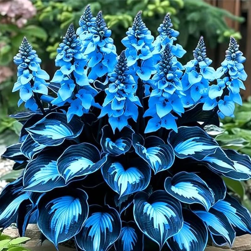 Midnight Blue Hosta - Etsy