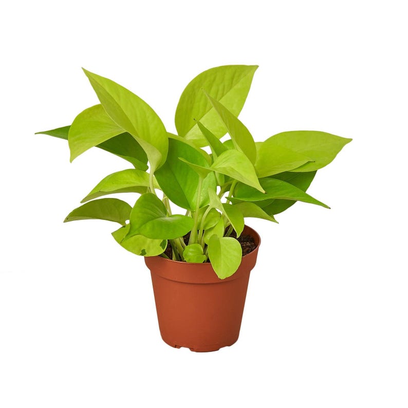 Pothos ‘neon’ – Bright Variegated Trailing Indoor Plant - Etsy