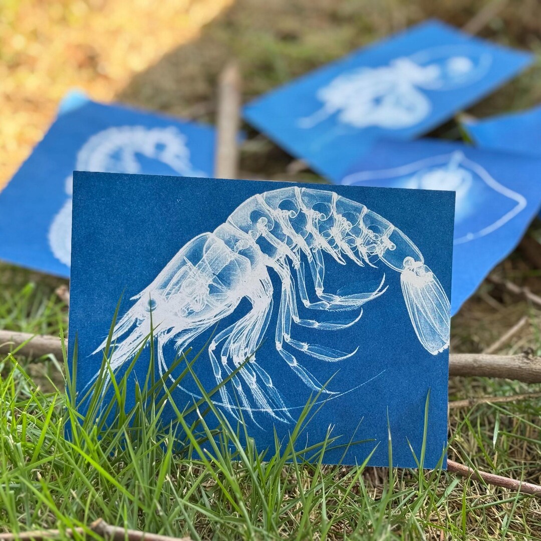 Cyanotype DIY Kit,blueprinting Stencil Set,x-ray Marine Life,gift for ...