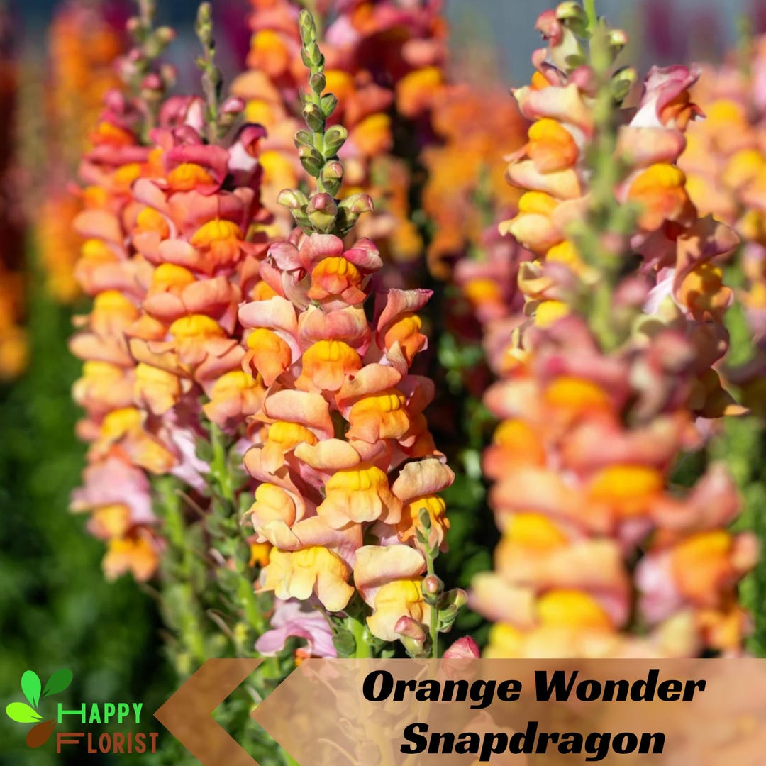Orange Wonder Snapdragon Seeds | Attracts Pollinators - Etsy