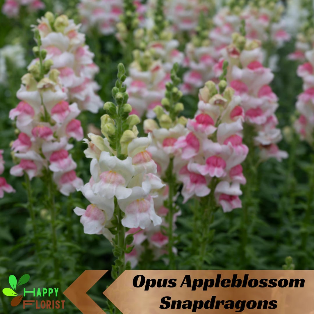 Opus Appleblossom Snapdragon Seeds – Cold Resistant, Pollinator ...