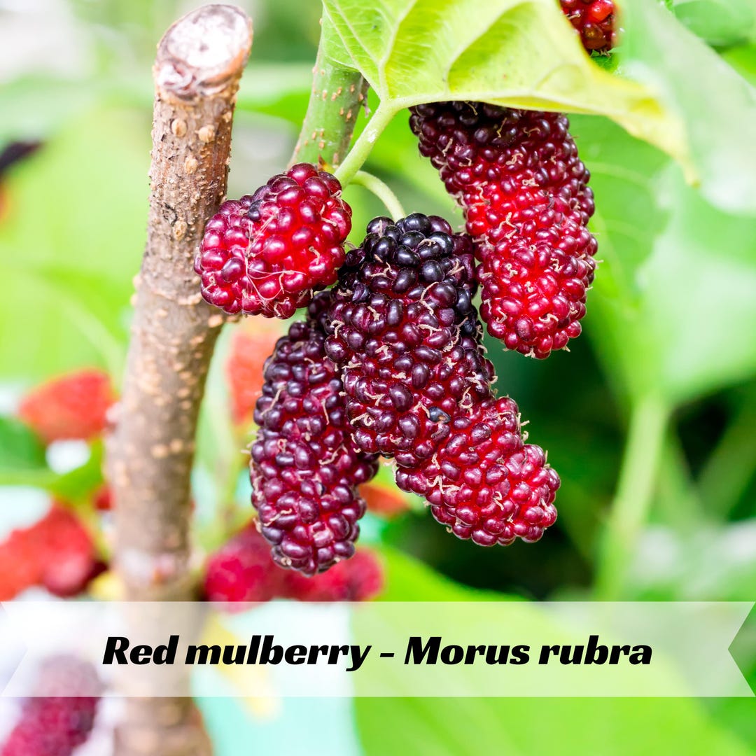 Red Mulberry Tree Seeds – Morus Rubra, Edible Berries, Fast Growing - Etsy