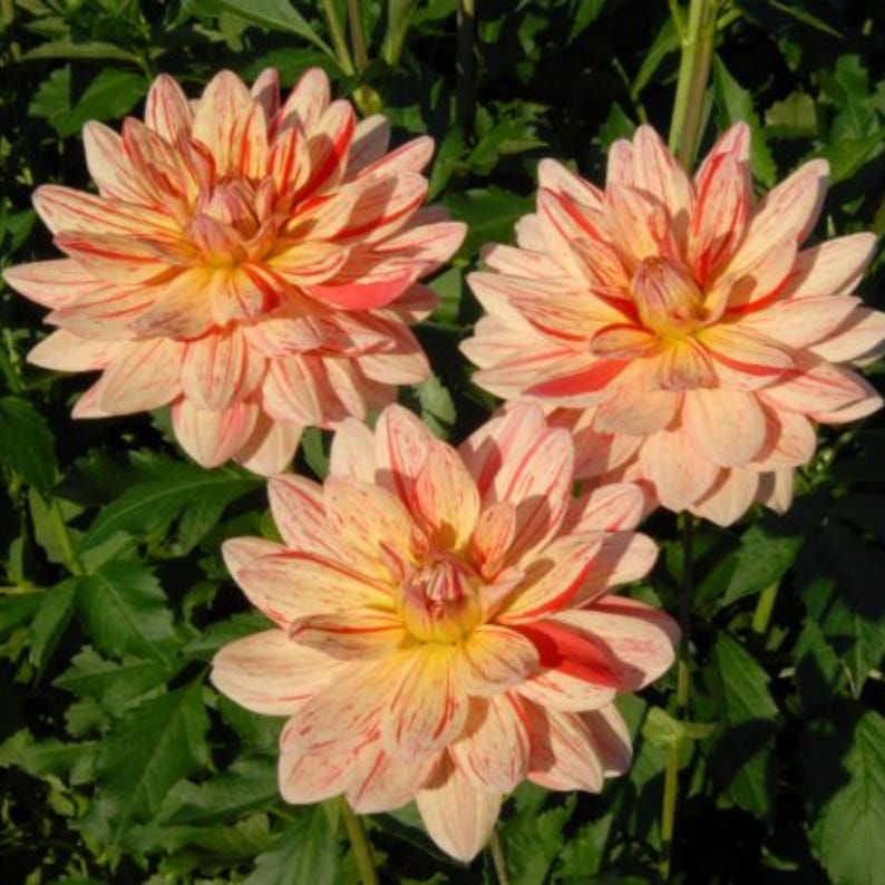 Awe Shucks Dahlia Seeds - Fast Grow, Attracts Pollinators, Long ...