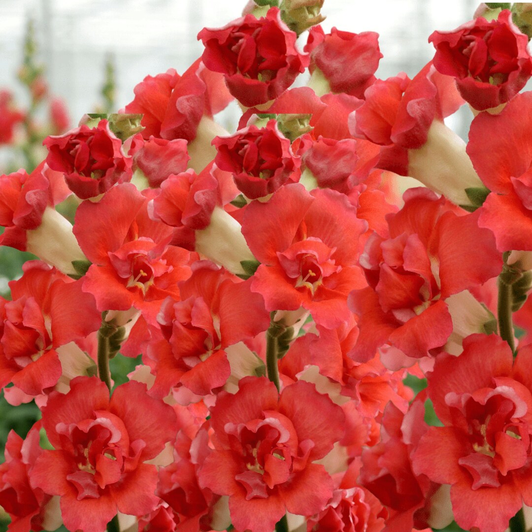 Doubleshot Orange Snapdragon Seeds - Open-pollinating, Attracts ...