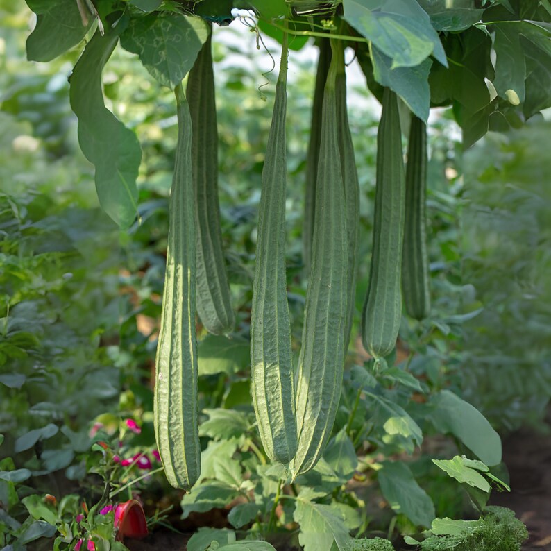 Luffa Acutangula Seeds – Ridge Gourd Seeds for Planting - Angled Luffa ...