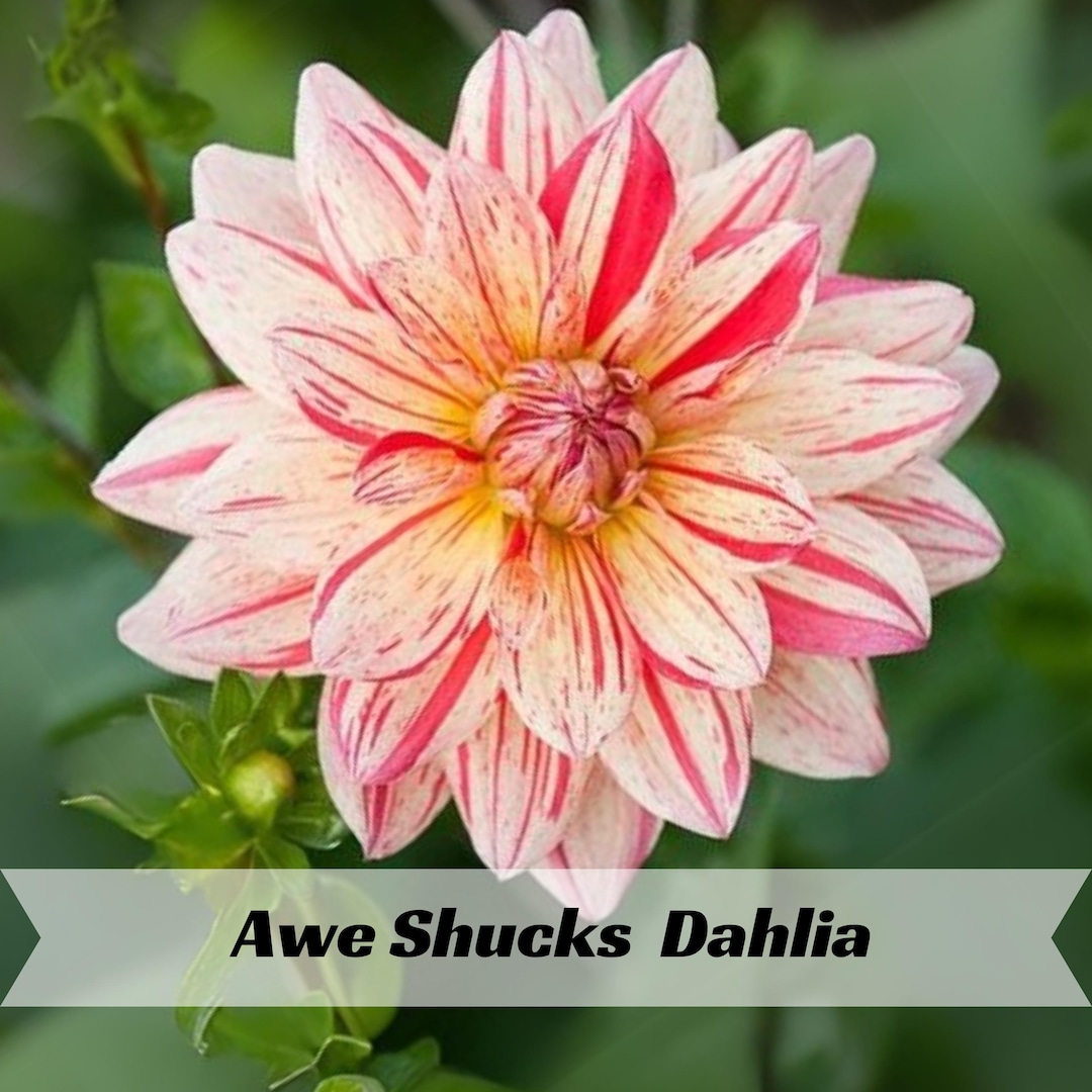 Awe Shucks Dahlia Seeds - Fast Grow, Attracts Pollinators, Long ...
