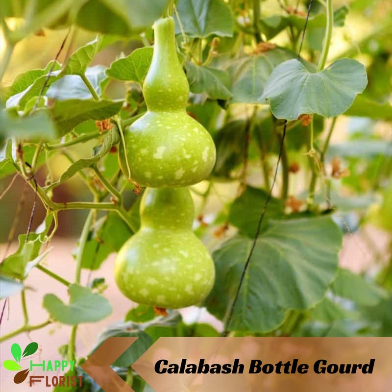 Calabash Gourd - Etsy