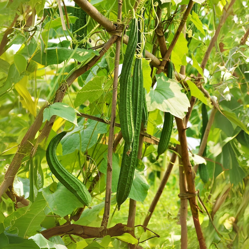 Luffa Acutangula Seeds – Ridge Gourd Seeds for Planting - Angled Luffa ...