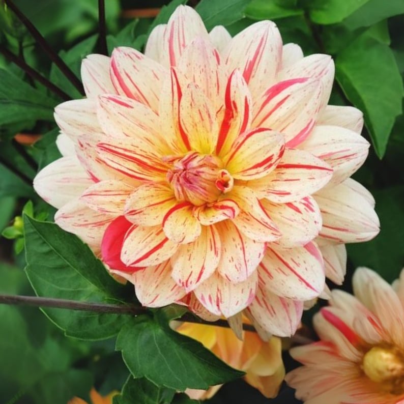 Awe Shucks Dahlia Seeds - Fast Grow, Attracts Pollinators, Long ...