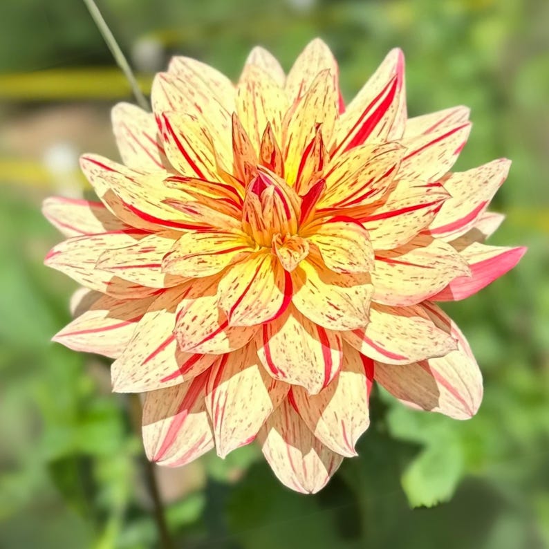 Awe Shucks Dahlia Seeds - Fast Grow, Attracts Pollinators, Long ...