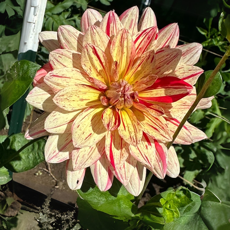 Awe Shucks Dahlia Seeds - Fast Grow, Attracts Pollinators, Long ...