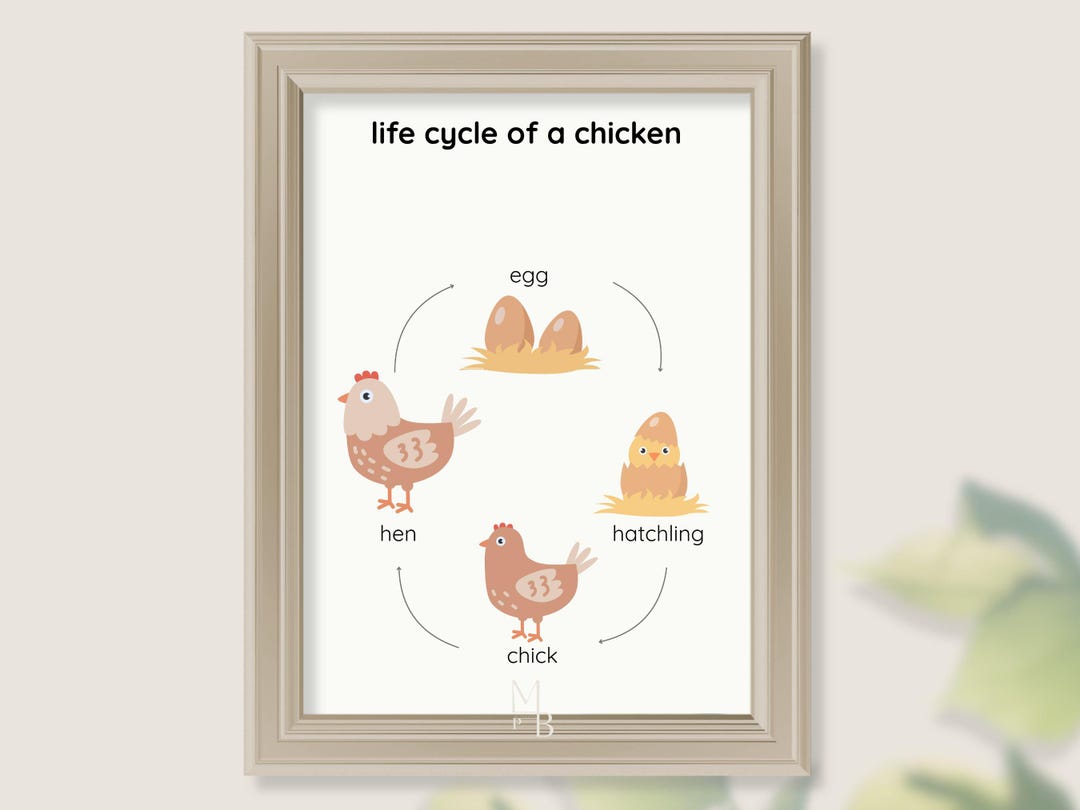 Montessori Life Cycle of a Chicken, Farm Learning Poster, Animal Stages ...