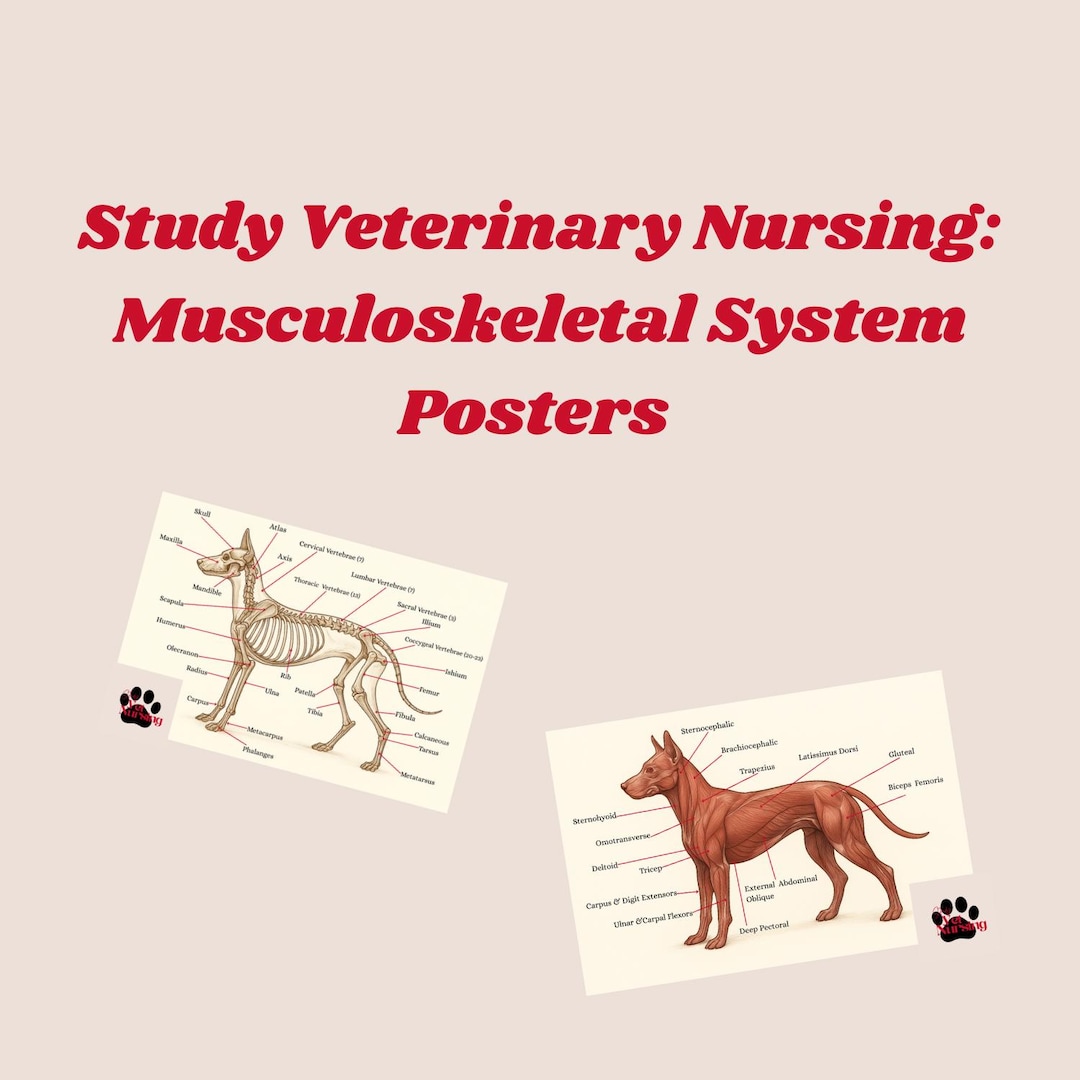 Vet Nursing Musculoskeletal System Posters - Etsy
