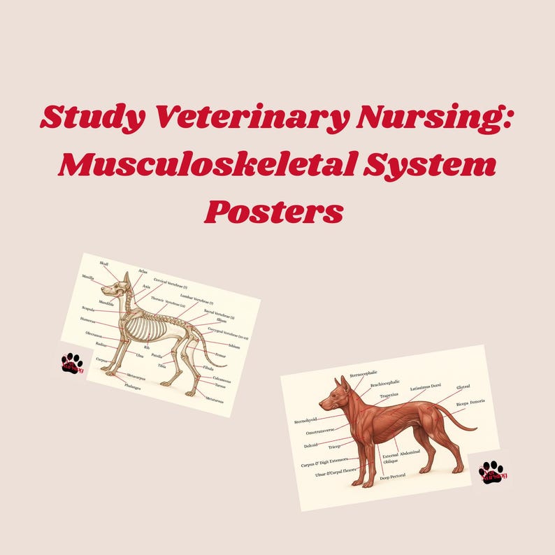 Vet Nursing Musculoskeletal System Posters - Etsy