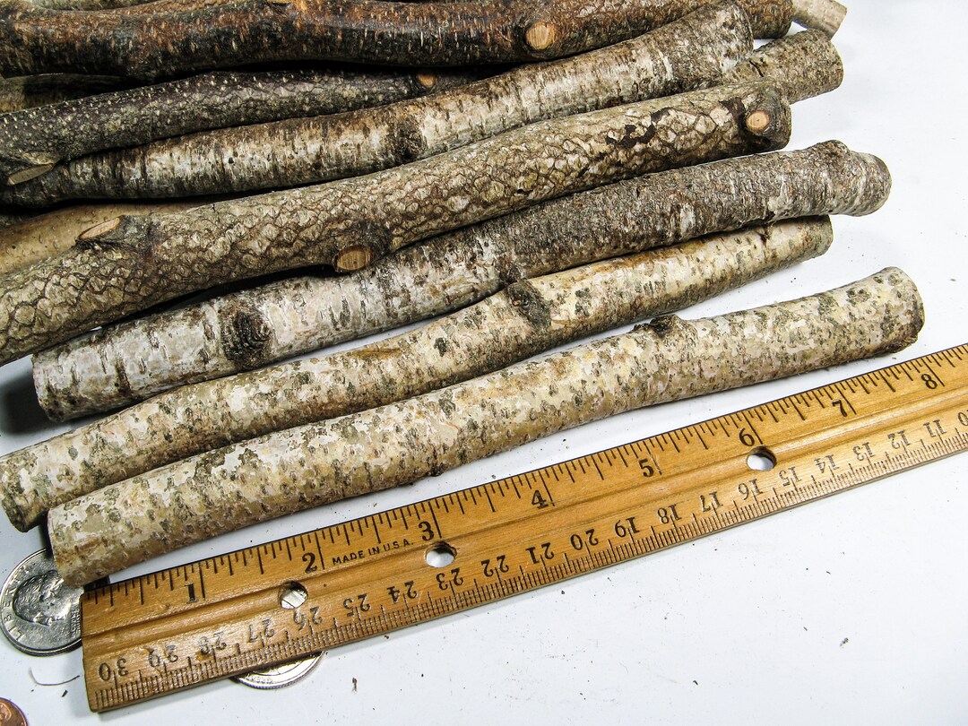 Natural Birch Twigs, 8" Craft Sticks, DIY Decor - Etsy