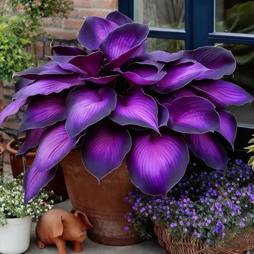 Rare Perennial Hosta Seeds – Non-gmo Heirloom Flower Seeds for Planting ...