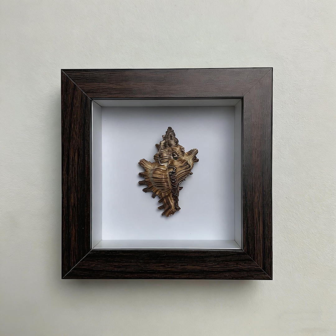 Shell Specimen Frame | Real Seashell Display | Ocean Decor Gift ...