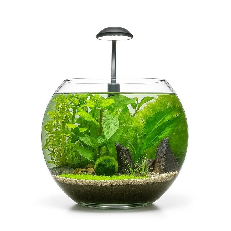 Aquarium Ecosystem - Etsy UK