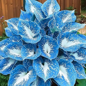 Blue Waves 200+ Rare Mixed Hosta Seeds | Perennial Shade Plants for ...