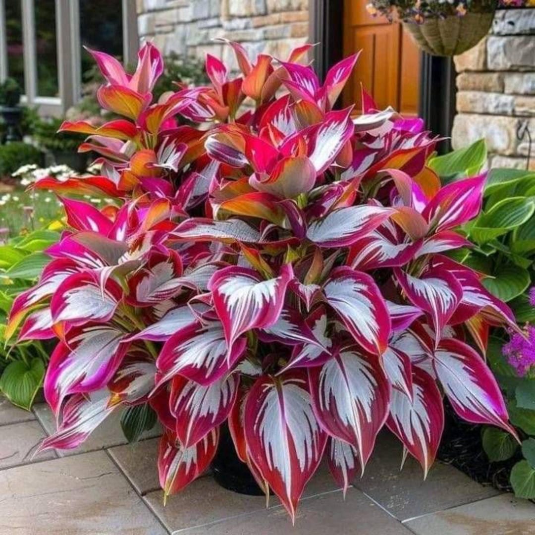 Red and White Hosta Seeds: Shade-loving Perennial - Etsy