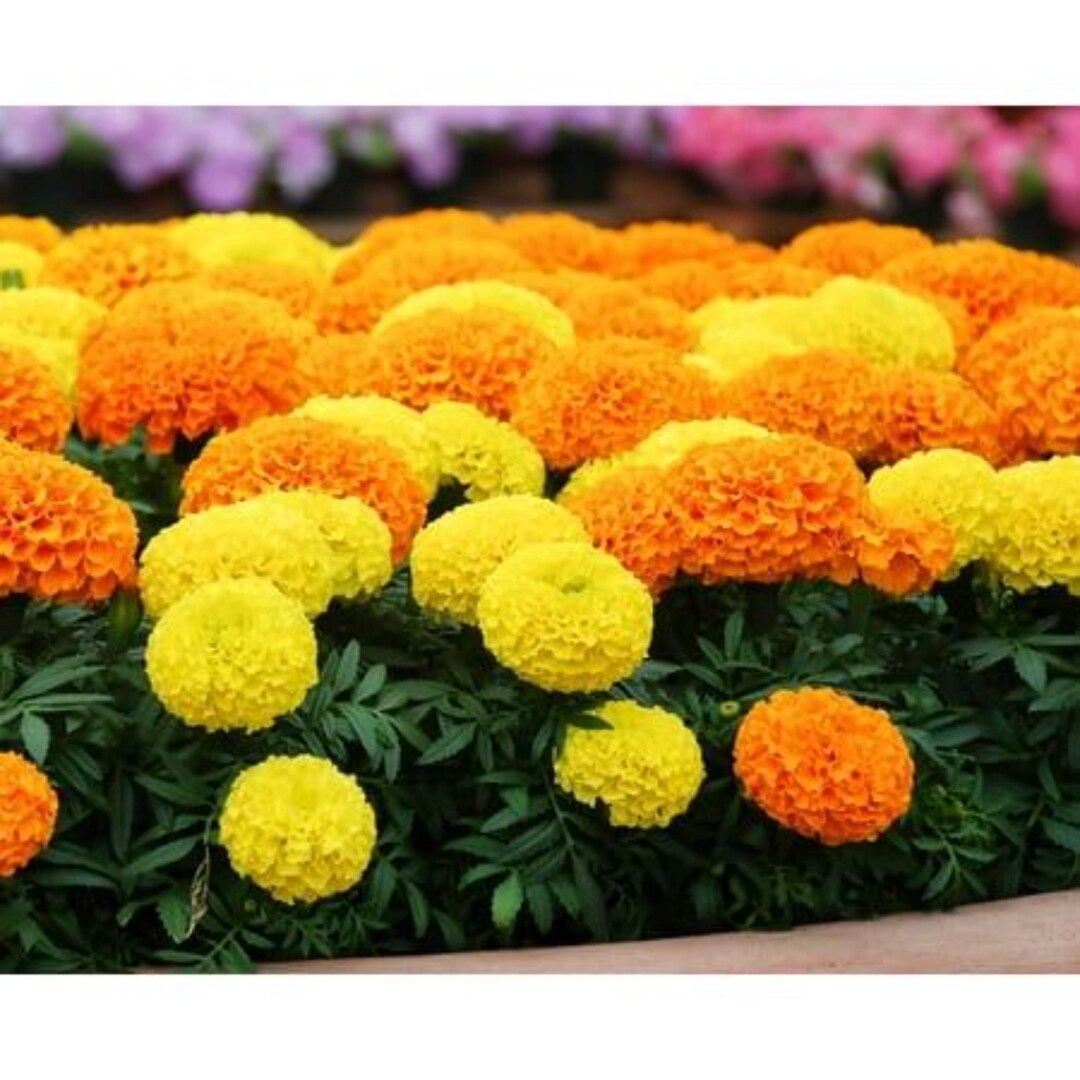 Marigold Cracker Jack Mix Seeds 100+ Vibrant Heirloom Blooms Easy to ...