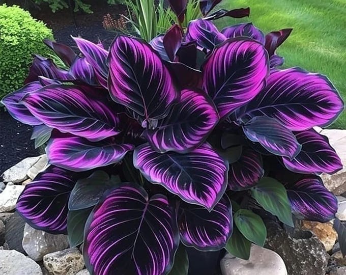 25+ Purple Tip Calathea Seeds – Beautiful Indoor/outdoor Houseplant ...