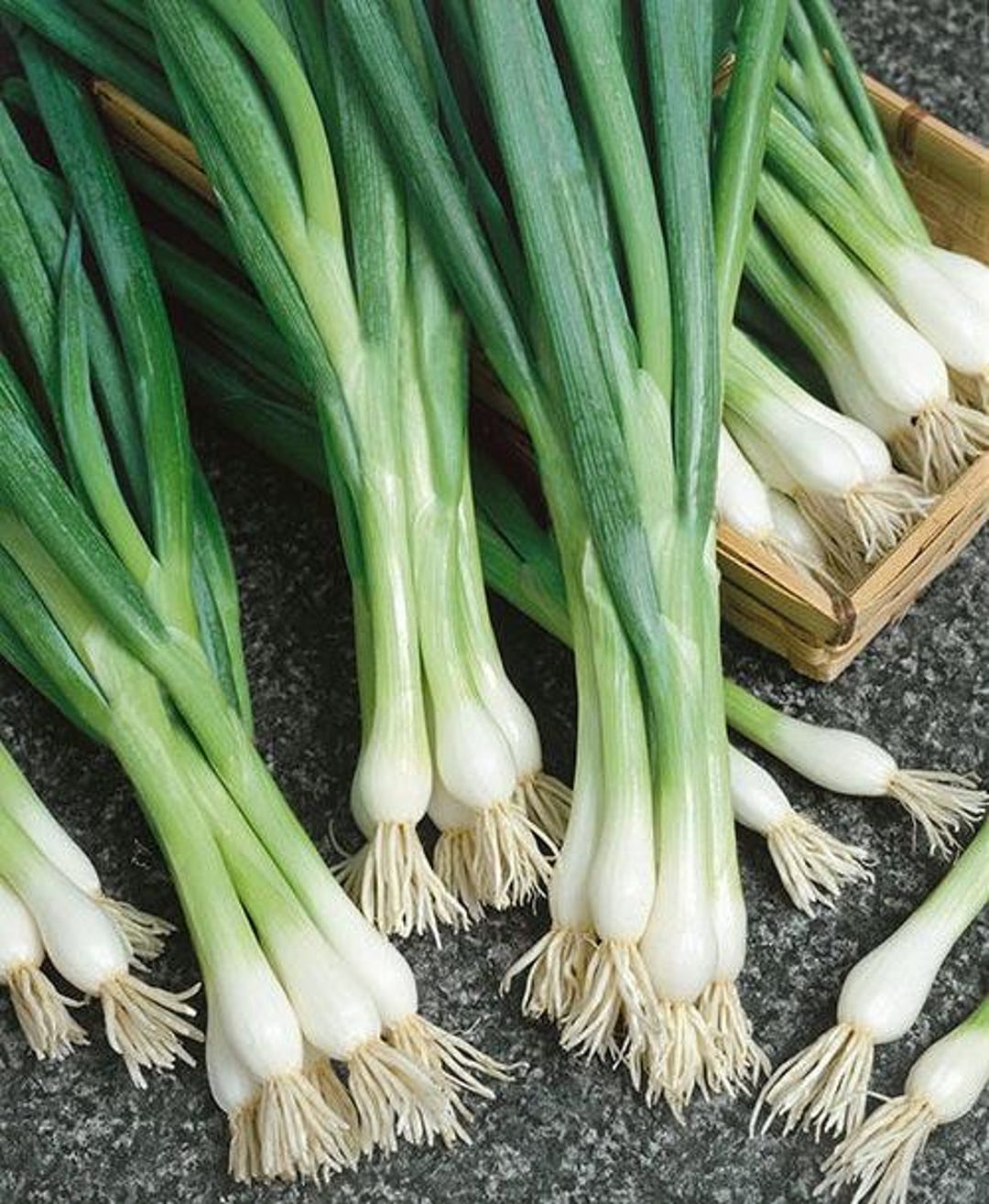 White Lisbon Bunching Onion | Heirloom Vegetable | Organic Vegetable ...