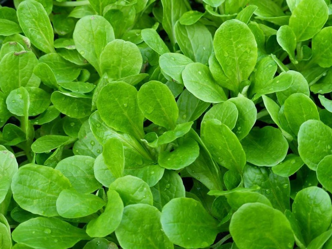 100 Seeds Dutch Corn Salad Lambs Lettuce Mache Salad Fresh Sharp Flavor ...