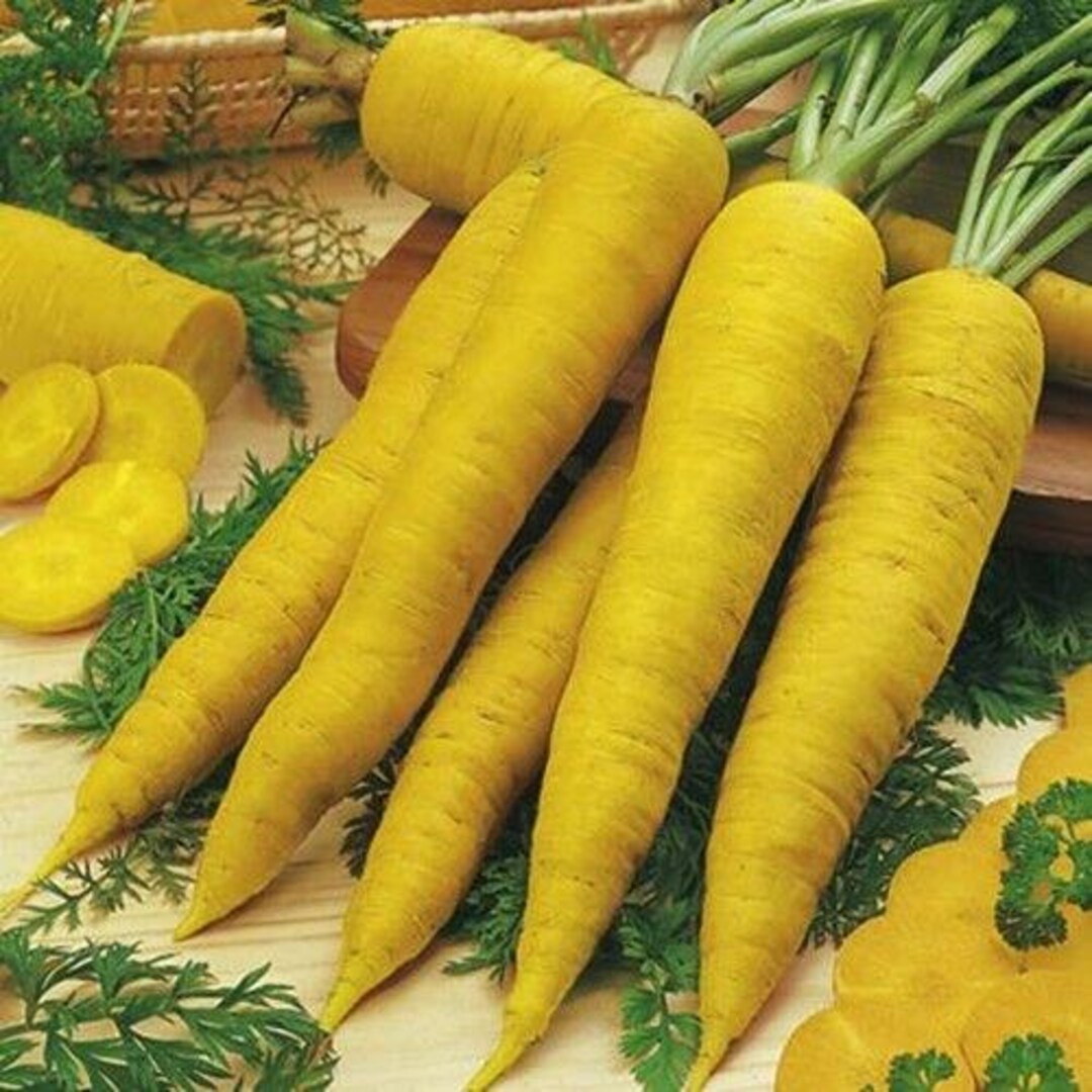 Solar Yellow Carrot 100, 300, 1000, 2000 Seeds Heirloom Colorful ...