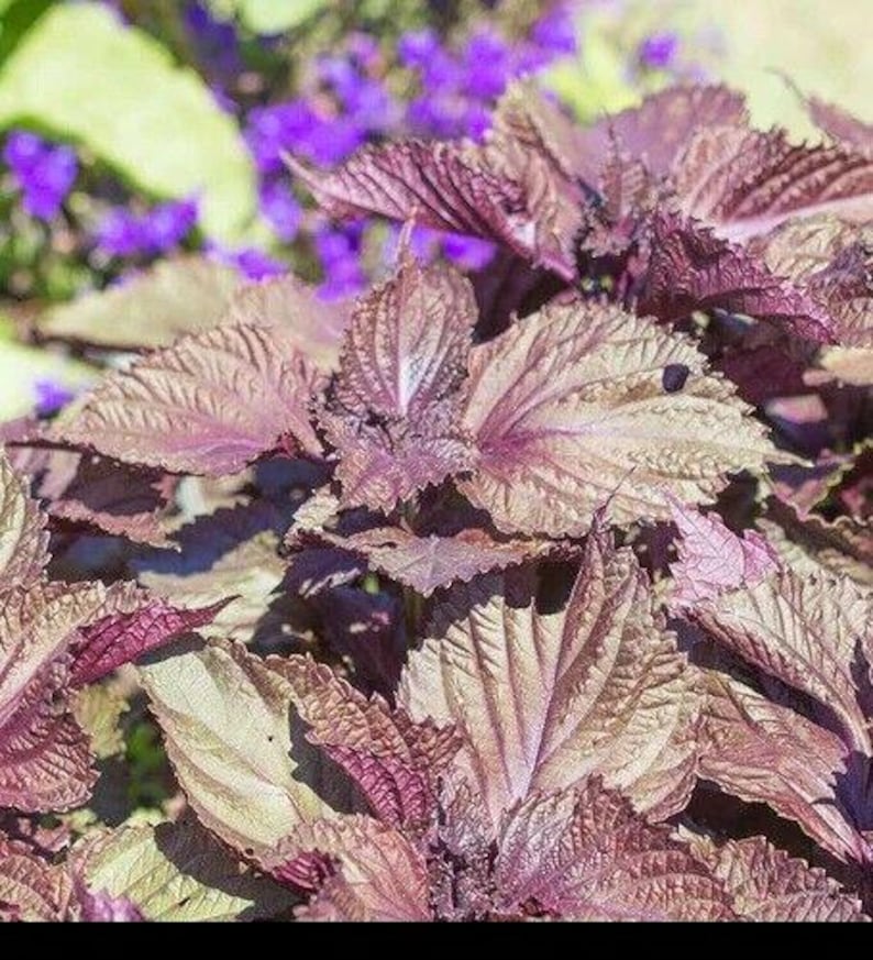 Shiso 350 - 5600 Seeds Purple Perilla Red Mint Aromatic Frilled Leaves ...