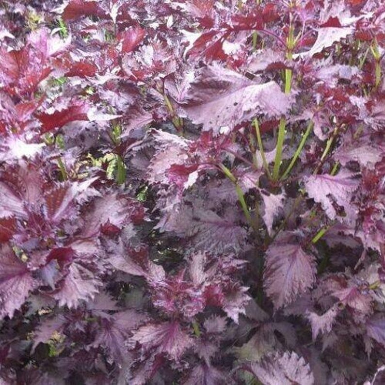 Shiso 350 - 5600 Seeds Purple Perilla Red Mint Aromatic Frilled Leaves ...