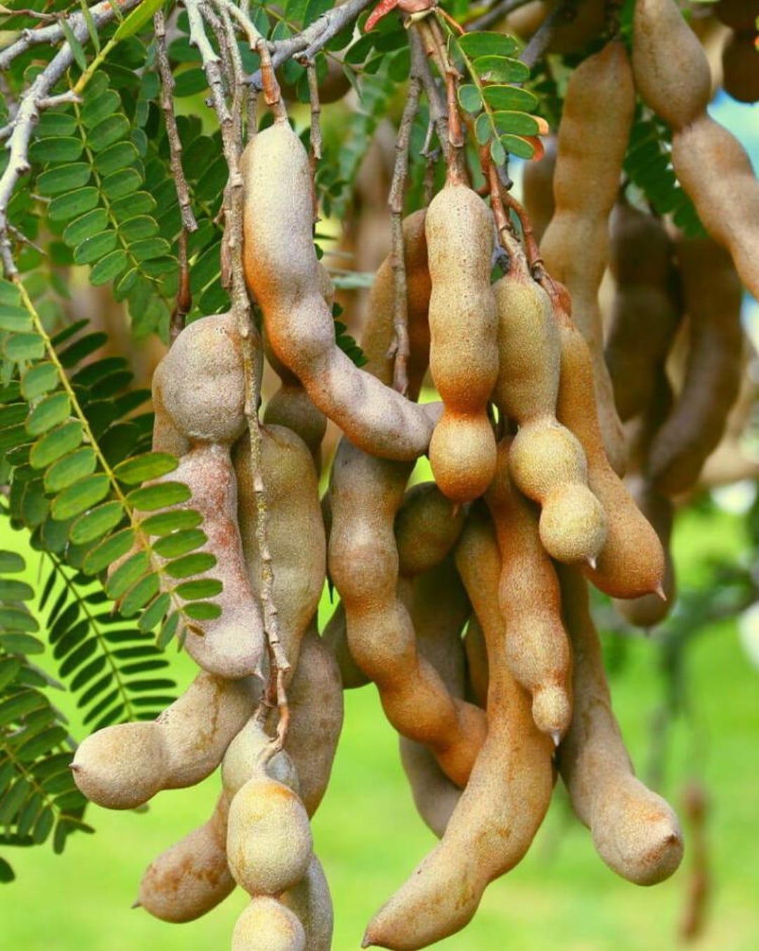 Thai Sweet Tamarind Live Plant - 4-12" Tall - Tamarindus Indica ...