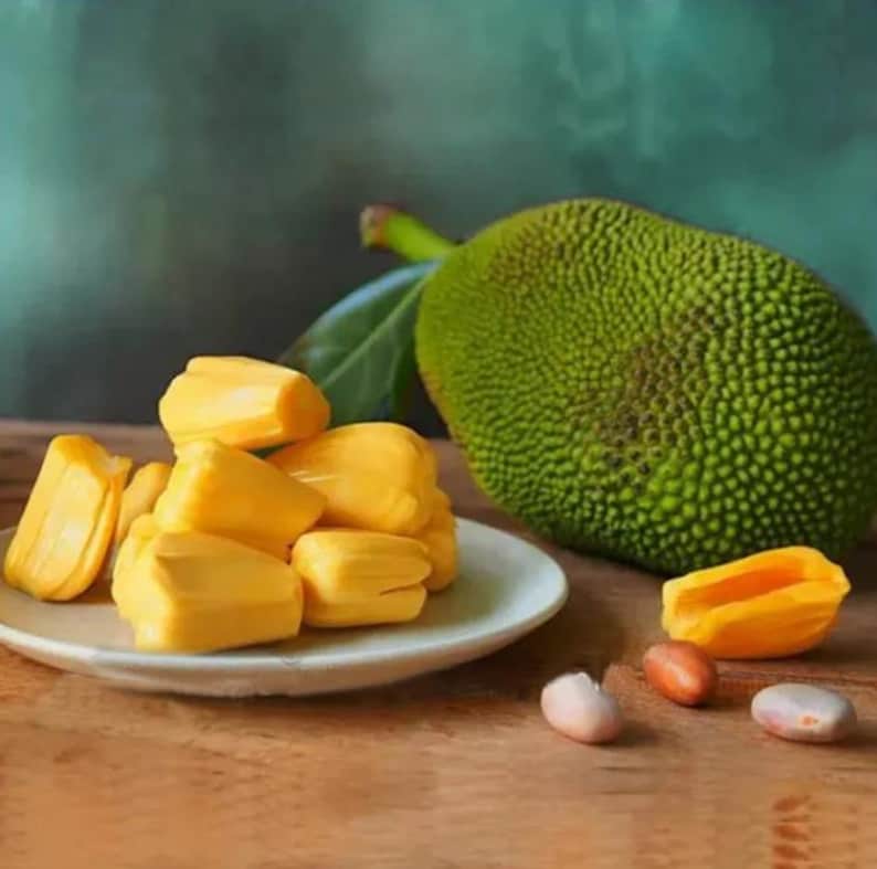 Jackfruit Live Seedling Plant - 7–12in Tall - Artocarpus Heterophyllus ...