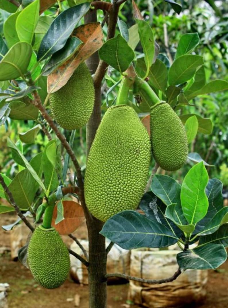 Jackfruit Live Seedling Plant - 7–12in Tall - Artocarpus Heterophyllus ...