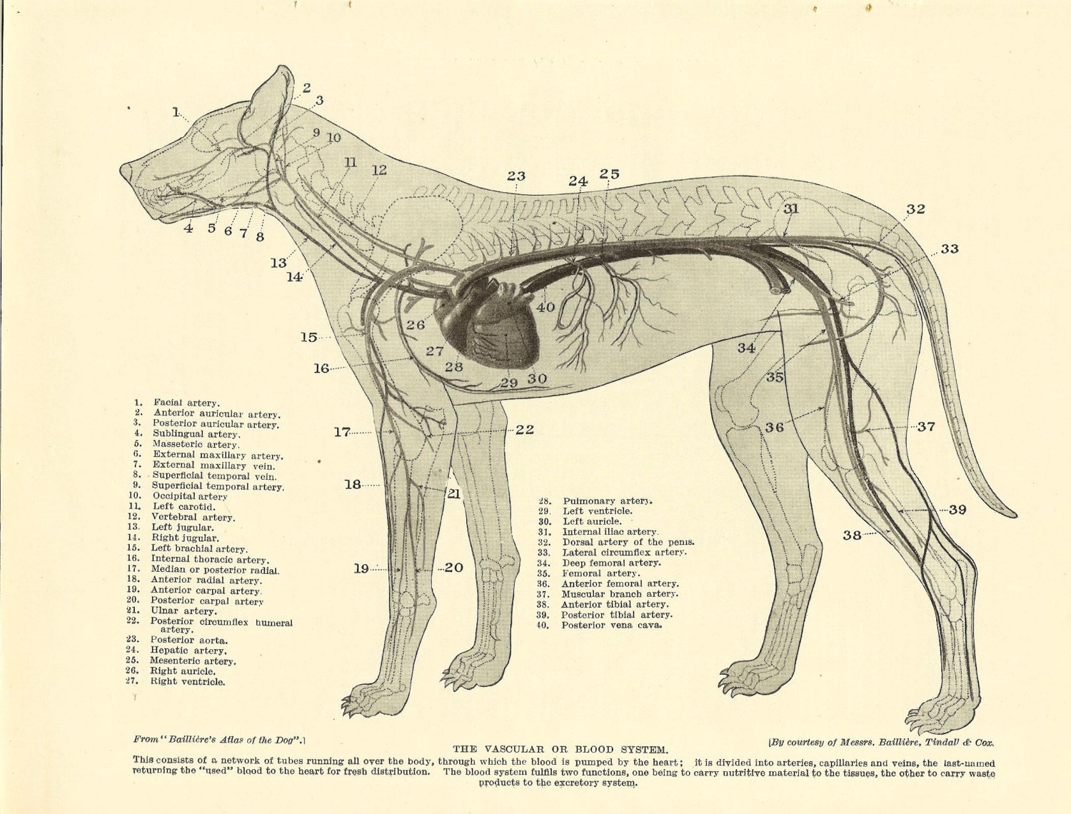 Draw Blood Dog Jugular Vein at Leah Coote blog