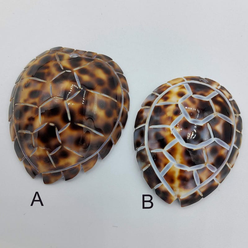 Large Turtle Shell - Etsy