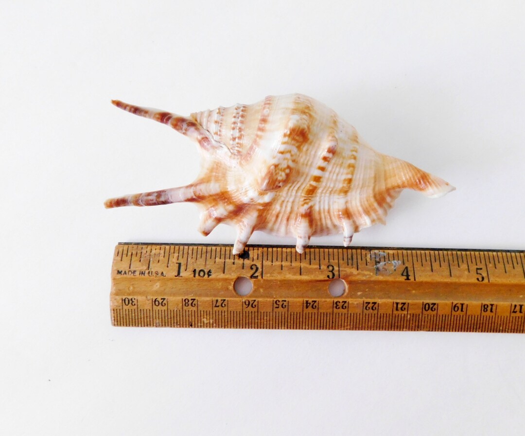 Lambis Spider Conch Shell 4.5 Inch Beautiful Spines and Markings - Etsy