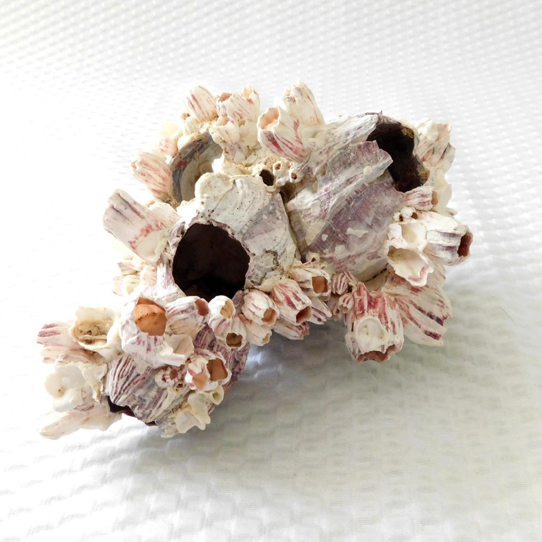 Large Purple Barnacle Cluster 8.5 Inch All Natural Great Ship Barnacle ...
