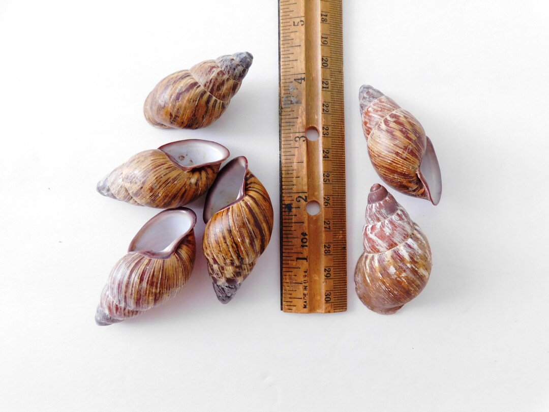 6 Brown Striped Land Snail Shells Camaenidae Chrysallis 2.5 Inches 65 ...