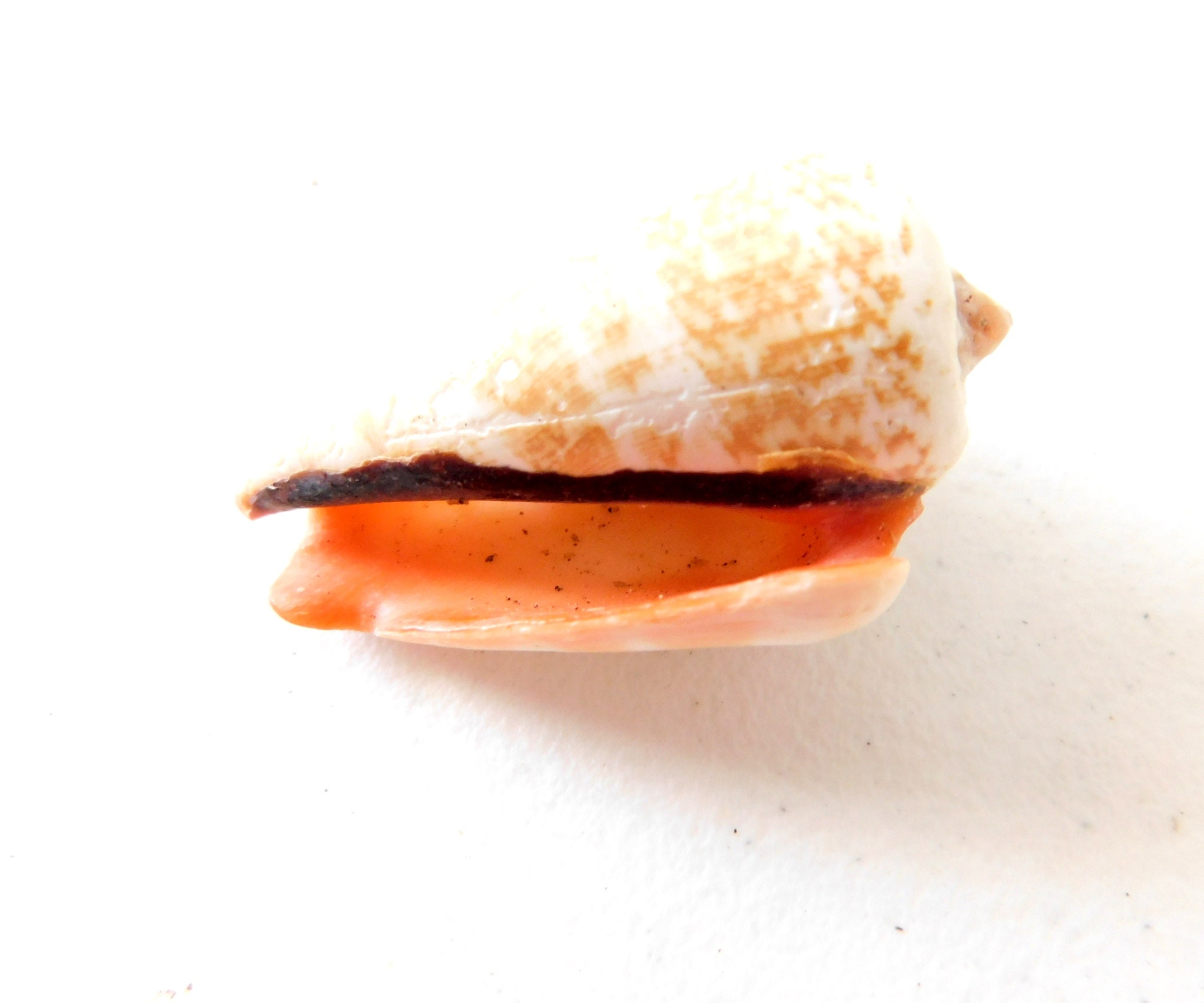 5 Orange Lipped Cone Shells 2 Inch With Beige Stripes or Plaid Outer ...