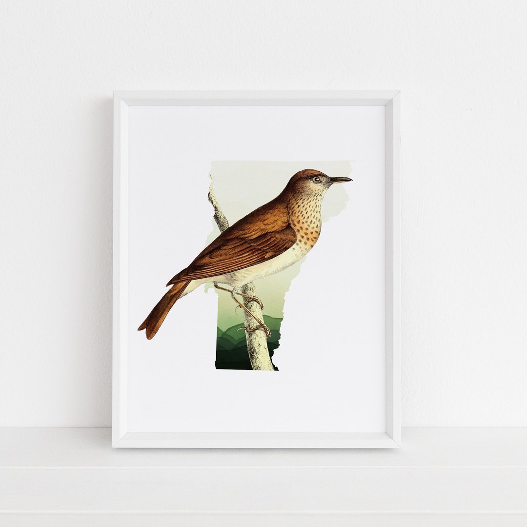 Vermont State Bird Print | Hermit Thrush Wall Art & VT Decor | Unique ...