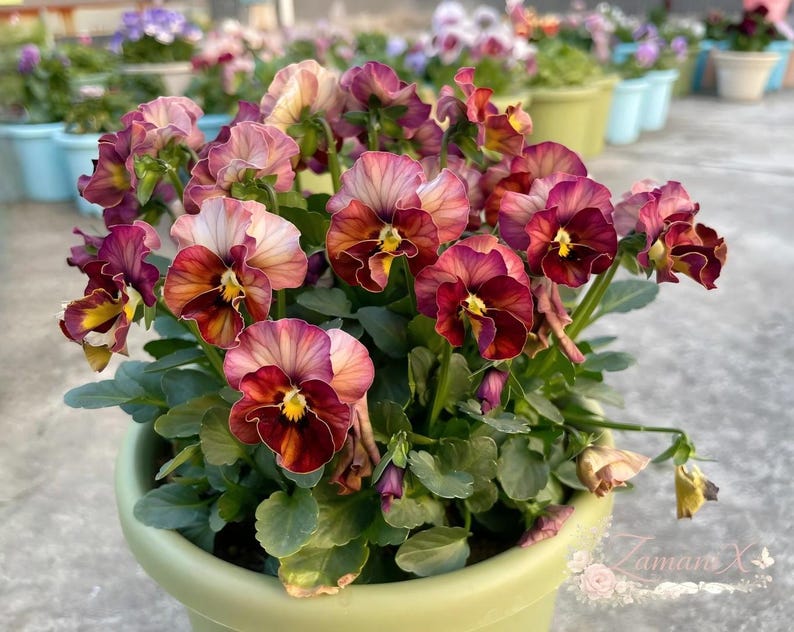 Premium Viola Wittrockiana Seeds | Cool Season Garden Flowers ...