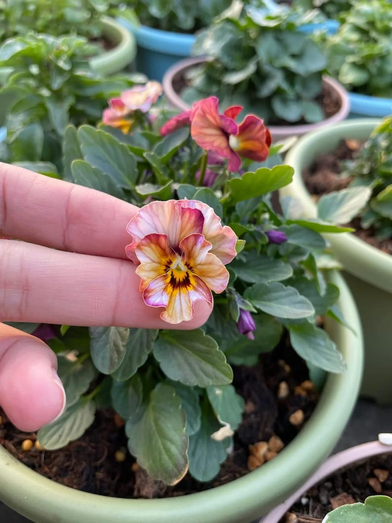 Premium Viola Wittrockiana Seeds | Cool Season Garden Flowers ...