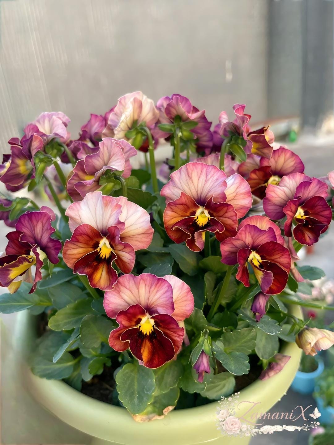 Premium Viola Wittrockiana Seeds | Cool Season Garden Flowers ...