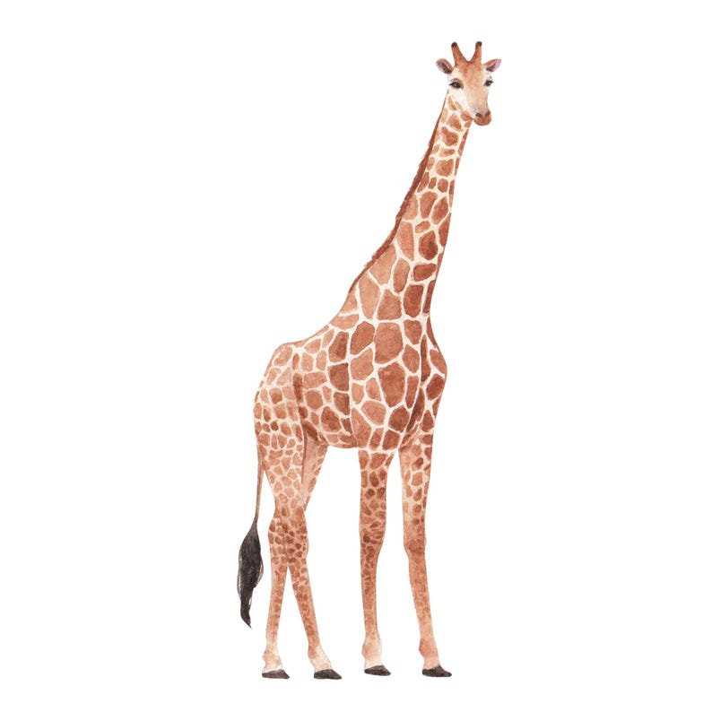 9 Watercolor Safari Animals Clipart, Lion Giraffe Elephant, Nursery Art ...