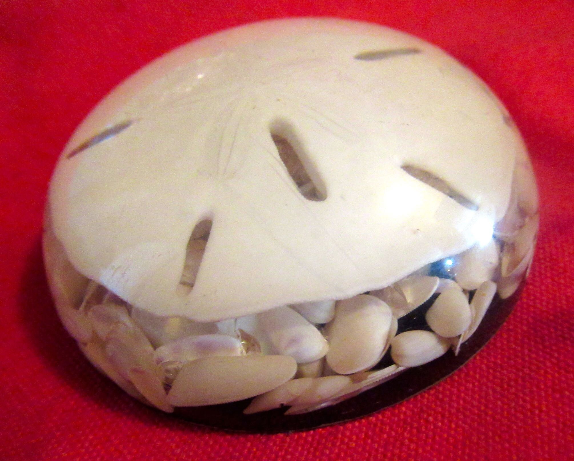 Sand Dollar Seashell Paperweight Round Dome Resin Acrylic Lucite Felt ...